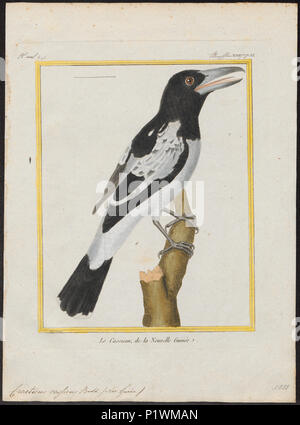 70 Cracticus cassicus - 1700-1880 - Print - Iconographia Zoologica ...