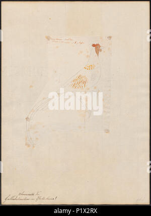 Red Junglefowl - Gallus gallus tropical bird Beautiful colors in green ...