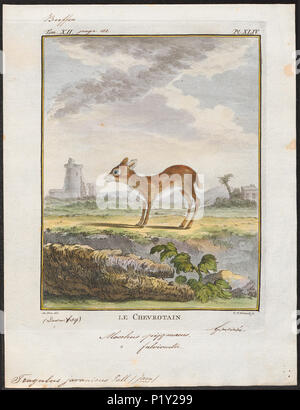 . Tragulus javanicus . between 1700 and 1880 307 Tragulus javanicus ...