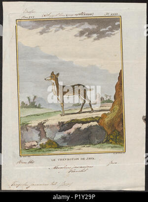 . Tragulus javanicus . between 1700 and 1880 307 Tragulus javanicus ...