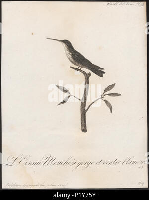 . Polytmus leucogaster . 1802 230 Polytmus leucogaster - 1802 - Print ...