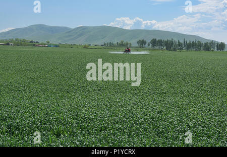 Corn growing under the Tian Shan Range, Narat, Xinjiang, China Stock ...