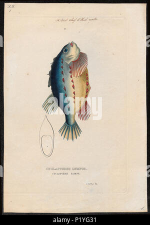 A Lumpfish (Cyclopterus lumpus) fish swimming in the Osaka Aquarium ...