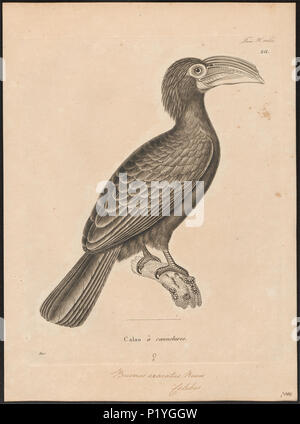 Buceros rhinoceros, Print, The rhinoceros hornbill (Buceros rhinoceros ...