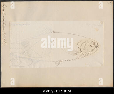 Thryssa malabarica syn. Engraulis malabaricus The species names ...