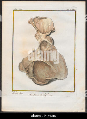 . Antilope spec. - ingewanden . between 1700 and 1880 20 Antilope spec ...
