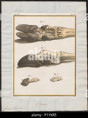 . Cervus elaphus - skelet . between 1700 and 1880 57 Cervus elaphus ...