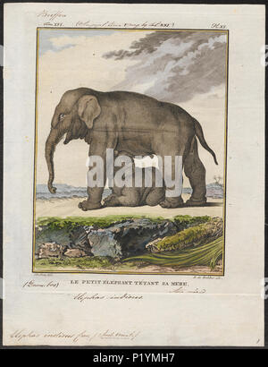 . Elephas indicus . between 1700 and 1880 115 Elephas indicus - 1700 ...