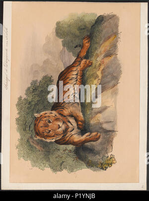 Felis tigris, Print, The tiger (Panthera tigris) is the largest species ...