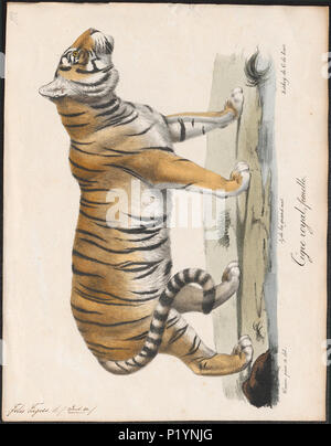 . Felis tigris . between 1818 and 1842 124 Felis tigris - 1818-1842 ...