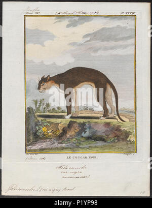 Felis concolor, Print, The cougar (Puma concolor), also commonly known ...