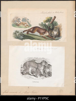 Felis concolor, Print, The cougar (Puma concolor), also commonly known ...