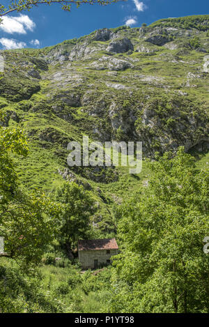 A low angle shot of a green tree against an old yellow building with ...