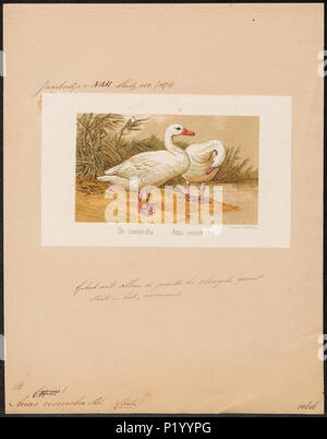 Cygnus chionis, Print, 1873 Stock Photo - Alamy
