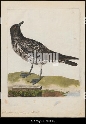 Stercorarius parasiticus, Print, The parasitic jaeger (Stercorarius ...