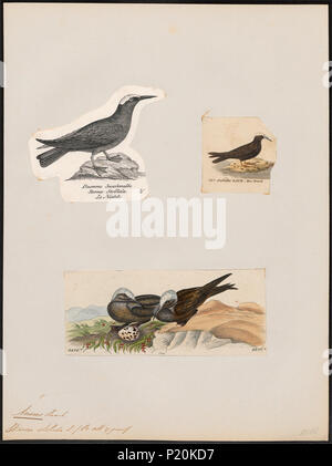 . Anous stolidus . between 1700 and 1880 18 Anous stolidus - 1700-1880 ...