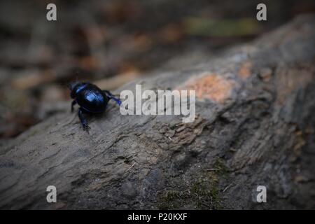 Dung beetle crawling over a fallen log in Brittany, France Stock Photo ...