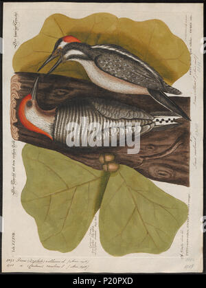 . Picus villosus . between 1700 and 1880 224 Picus villosus - 1700-1880 ...