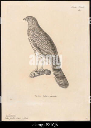 Gabar goshawk, bird of prey, (Micronisus gabar), perch warden ...