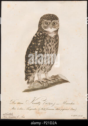 . Nyctala funerea . between 1800 and 1812 209 Nyctala funerea - 1800 ...