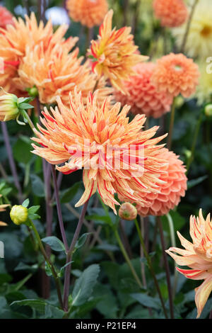 Floral display with Dahlia 'Striped vulcan' and Gladioli flowers at RHS ...