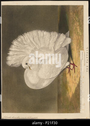 65 Columba domestica var. laticaudata - 1767 - Print - Iconographia ...