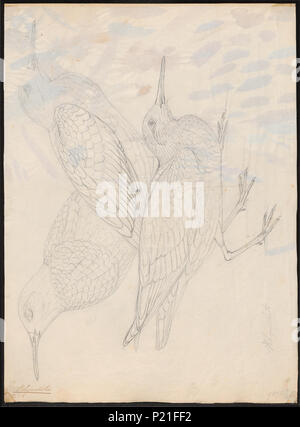 . Rhynchotus rufescens . between 1700 and 1880 278 Rhynchotus rufescens ...