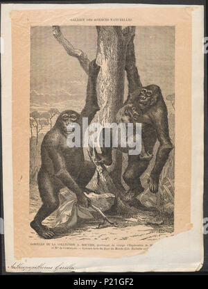 . Anthropopithecus gorilla . between 1700 and 1880 19 Anthropopithecus ...