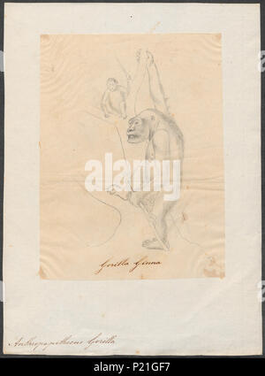 . Anthropopithecus gorilla . between 1700 and 1880 19 Anthropopithecus ...