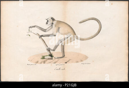 287 Semnopithecus entellus - 1700-1880 - Print - Iconographia Zoologica ...