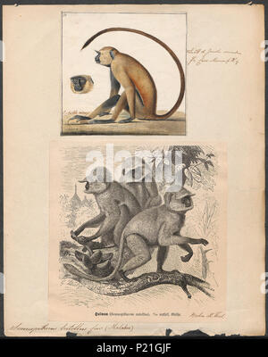 . Semnopithecus entellus . between 1700 and 1880 287 Semnopithecus ...
