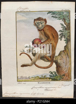 56 Cercopithecus cynosurus - 1700-1880 - Print - Iconographia Zoologica ...