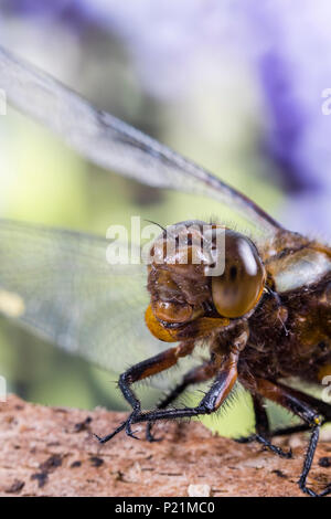 Female broad-bodied chaser photographed in a controlled set up Stock ...
