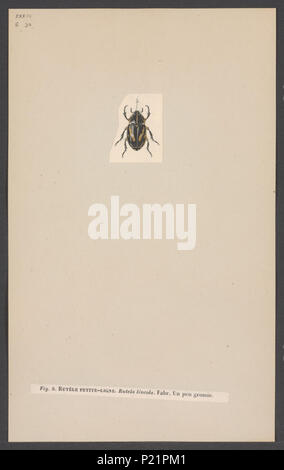 . Rutela 279 Rutela - Print - Iconographia Zoologica - Special ...