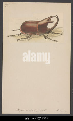 . Megaceras 191 Megaceras - Print - Iconographia Zoologica - Special ...