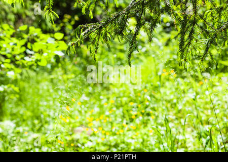 Spruce twigs in the foreground Stock Photo - Alamy