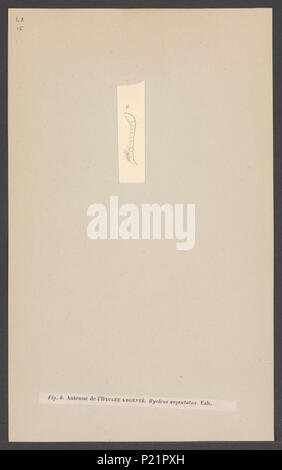 . Coryna 69 Coryna - Print - Iconographia Zoologica - Special ...