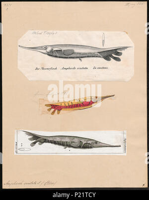 . Centriscus scutatus syn. Amphisile scutata . between 1700 and 1880 16 ...