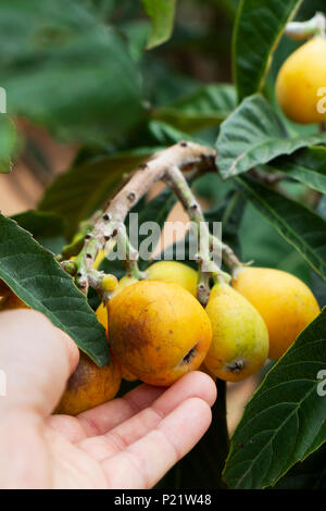 Picking Loquat homegrown fruit from a tree Stock Photo - Alamy
