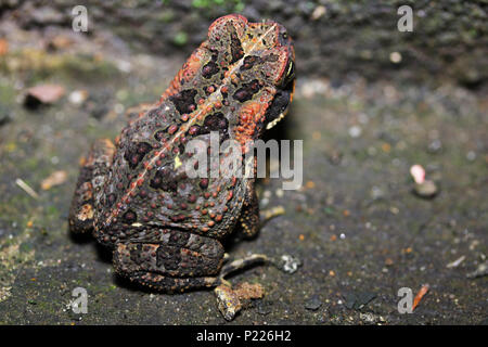 juvenile cane toad Stock Photo - Alamy