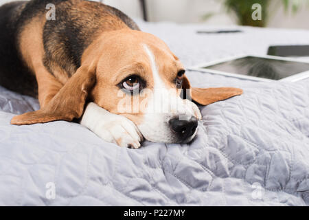 upset beagle dog lying on bed with tv remote control Stock Photo - Alamy