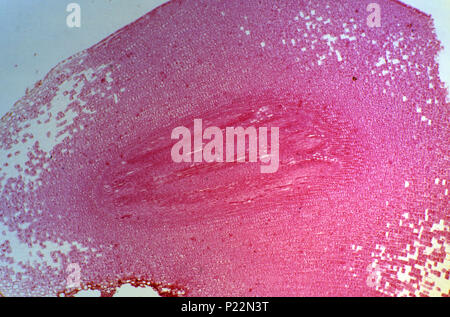 microscope slide with histological sections Stock Photo - Alamy
