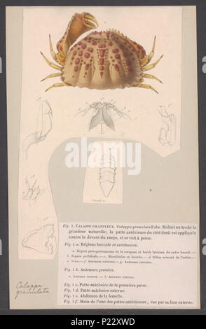 . Calappa granulata 46 Calappa granulata - - Print - Iconographia ...
