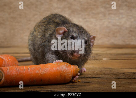 A rat and a carrot on a wooden table Stock Photo - Alamy