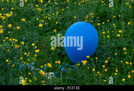 Balloon litter. A balloon has landed in a field. Released balloons can ...