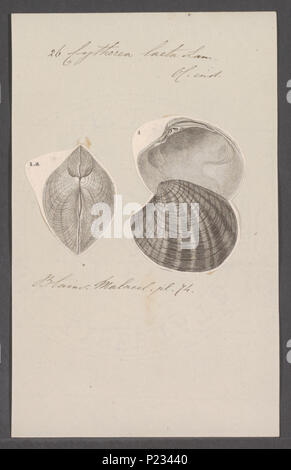 . Pitar affinis syn. Cytherea laeta 74 Cytherea laeta - - Print ...