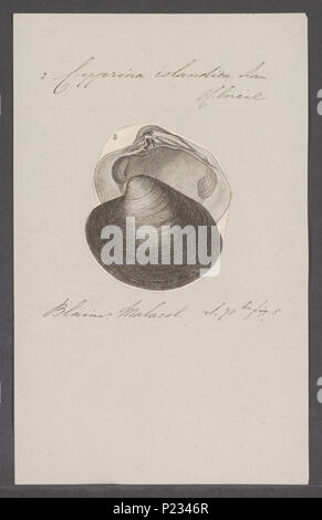 . Cyprina islandica 74 Cyprina islandica - - Print - Iconographia ...