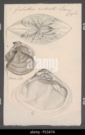 . Galathea radiata 130 Galathea radiata - - Print - Iconographia ...