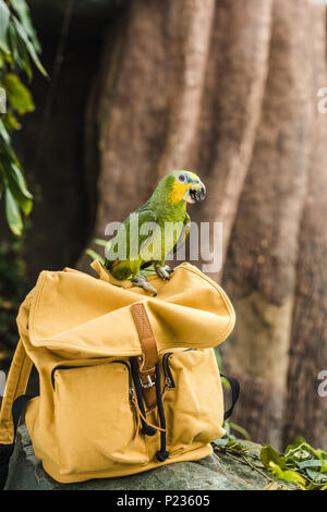 Selective focus of a green parrot perching on a piece of wood in the ...