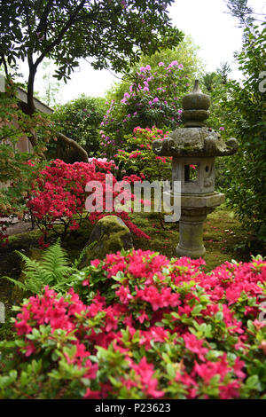 Japanese lady fern Stock Photo - Alamy